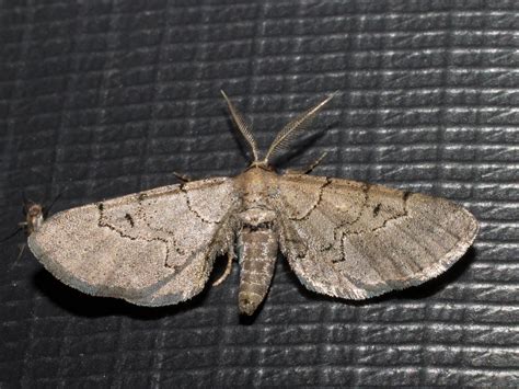 About Fine Lined Gray Moth Maryland Biodiversity Project