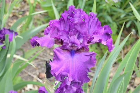 Tall Bearded Iris Iris Vicar In The Irises Database
