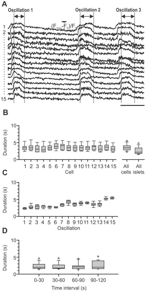 Representative Traces Of 3 Subsequent [ca2 ]i Oscillations In 15 Cells Download Scientific