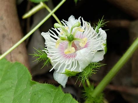 Iqoo Z Lite G Review Budget Friendly G Phone