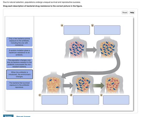 Solved Due To Natural Selection Populations Undergo Unequal