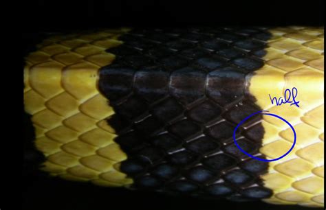 How Can Particle Objects Copy Emitter S Color Texture Blender Stack