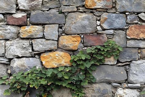 Rustic Stone Wall With Climbing Ivy For Nature Themed Decor And
