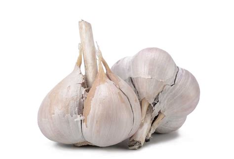 Does Garlic Get Rid Of Fleas For Dogs