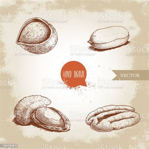 손으로 그린 스케치 스타일 너트 세트 헤이즐넛 땅콩 브라질 너트 및 피칸 코어와 간단히 말해서 건강한 음식 일러스트레이션 복고풍 배경에서 격리된 벡터 도면입니다 개암나무에