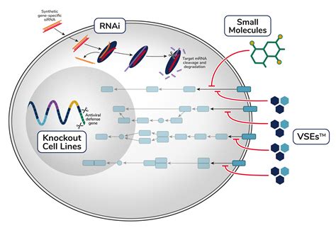 Viral Vector Production