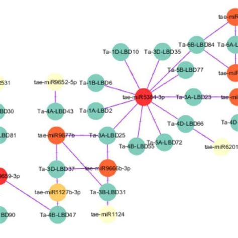 A Schematic Representation Of The Regulatory Network Relationships