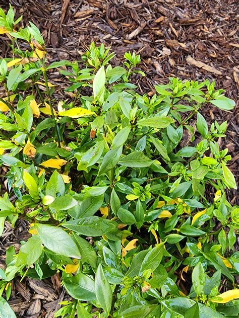 Bug Problem Rgardening