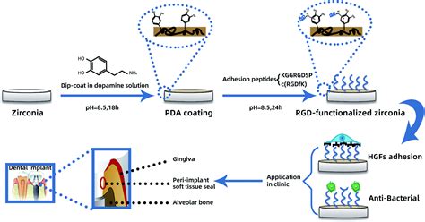 Biofunctionalization Of Zirconia With Cell Adhesion Peptides Via Polydopamine Crosslinking For