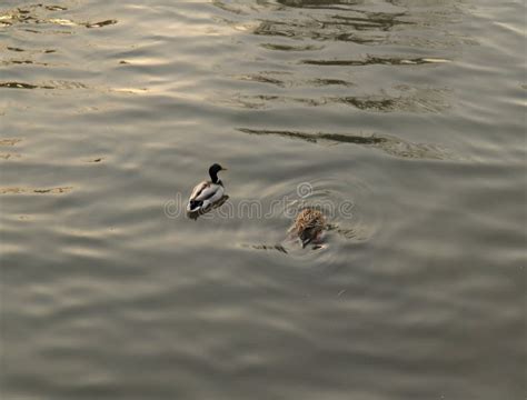 Pair Of Migratory Ducks Resting In A River And Searching For Food