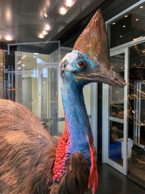 Cassowary Skeleton