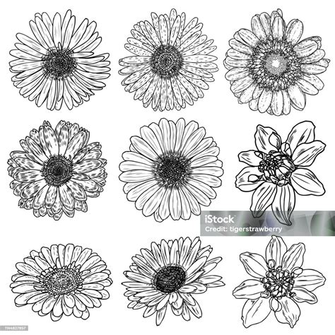 Daisy Floral Botany Set Sketsa Gambar Bunga Daisy Seni Garis Hitam Dan