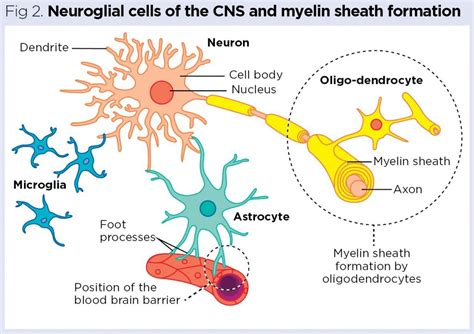 Neuroglia Definition Classification Development Functions