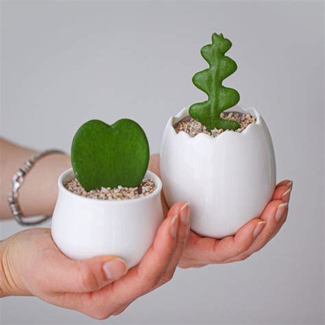 다육이 미니화분 2종 세트피쉬본하트호야 감도 깊은 취향 셀렉트샵 29cm