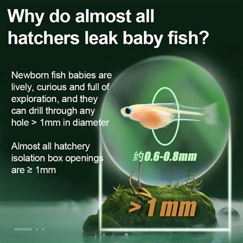 Fish Breeding Box Fish Cultivating Container Acrylic Fish Isolator