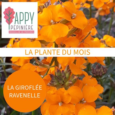 Lapt Magazine And Numérique