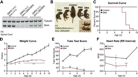 Phenotypic Characterization Of Severe Inducible Sma Mice A Western