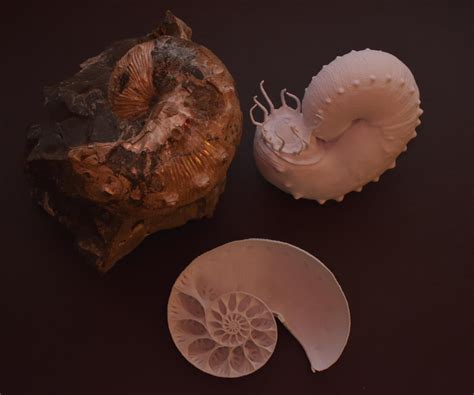 See The Fractal Like Shells Of Ammonites Like Never Before