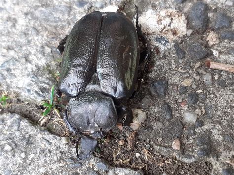 Photo Hermit Beetle Osmoderma Eremita