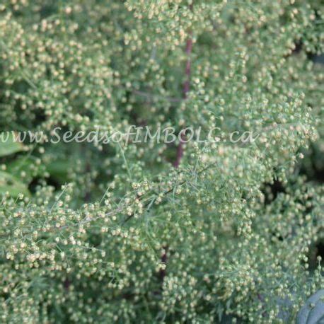 Artemisia Annua Sweet Annie Seeds Of Imbolc