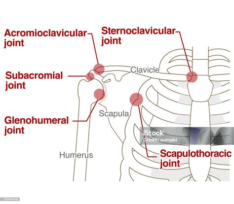 Anatomical Structure Of The Shoulder Joint Relationship Between The
