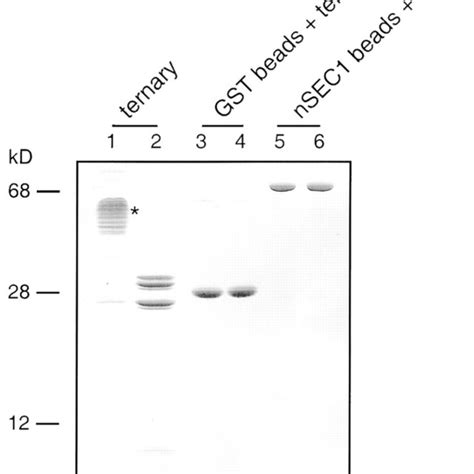 Among Proteins Of The Snare Complex Only Free Syntaxin Interacts With