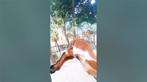 ছাগলের ছবি তোলার স্টাইল Youtube