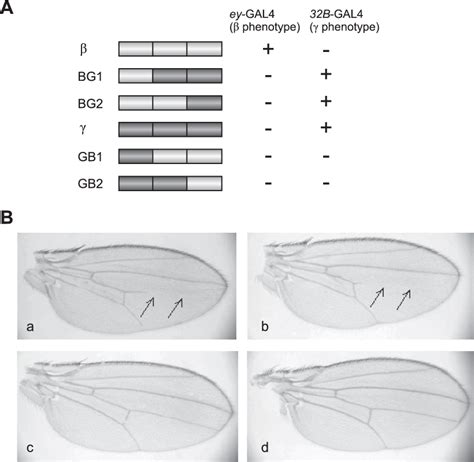 Schematic Representation Of Chimera Hp1β And Hp1γ Proteins And Summary Download Scientific