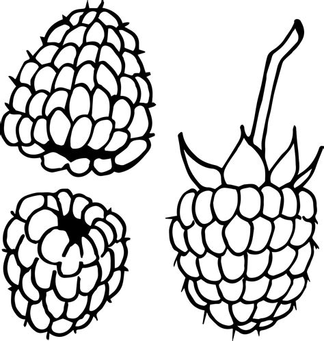 Black And White Raspberry On White Background Vector Image 13116731