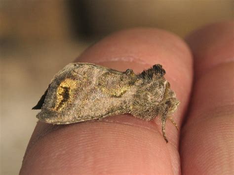 ウリキンウワバ