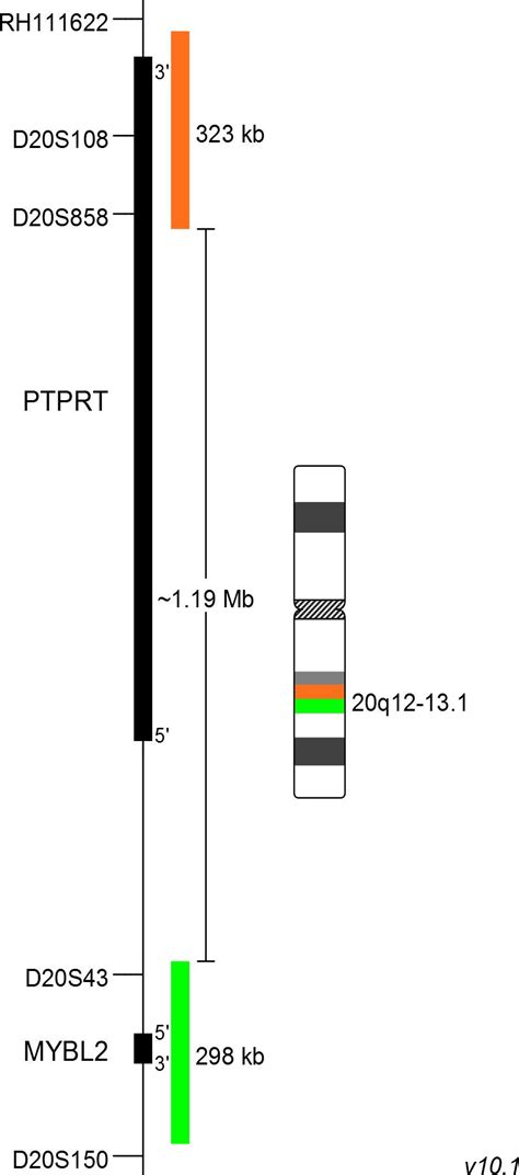 Xcyting Fish Probes Metasystems Probes