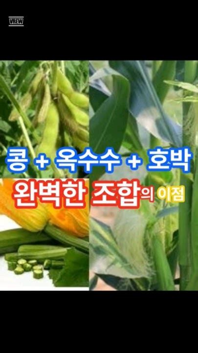 콩ㆍ옥수수ㆍ호박 완벽한 이점 형제들의텃밭 Koreanfood Garden Gardening 콩 옥수수 호박재배 작물 Youtube