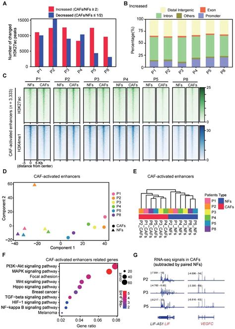 Enhancer Reprogramming Accompanies With Caf Activation A The Number Download Scientific