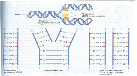 Студопедия — НУКЛЕИНОВЫЕ КИСЛОТЫ