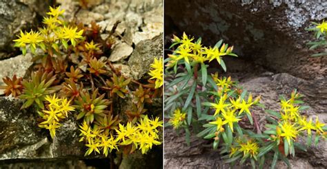 Sedum Polytrichoides World Of Succulents