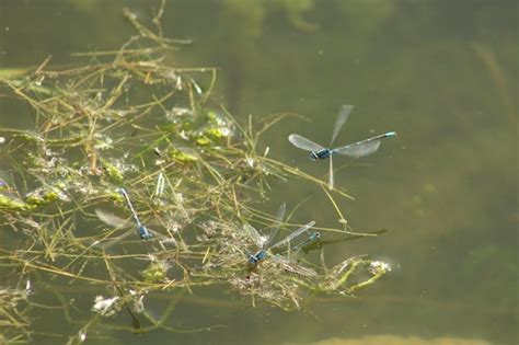 Premium Photo 2 Familiar Bluets Hovering Over A Resting Familiar Bluet
