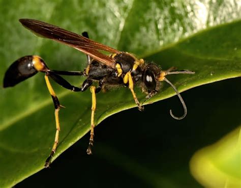 What Are The Differences Between Wasps And Mud Daubers