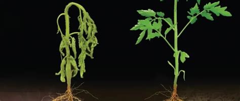 继今年发表《cell》后，山东农业大学“国家杰青”团队又在cell子刊取得突破，揭示植物避免过度免疫的自然智慧 Book学术