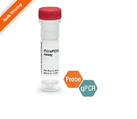 Custom Synthesis Service In India