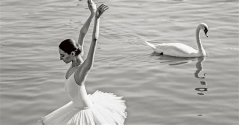 백조와 백조가 공존하는 순간