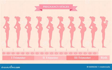 First Trimester Screening Mind Map Health Concept For Presentations And Reports Stock Image