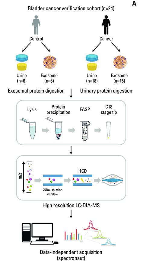 Results Of Label Free Quantification In The Discovery Stage A Download Scientific Diagram