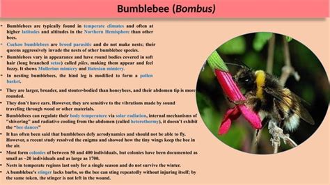 Different Honeybee Species With Their Peculiar Features Pptx