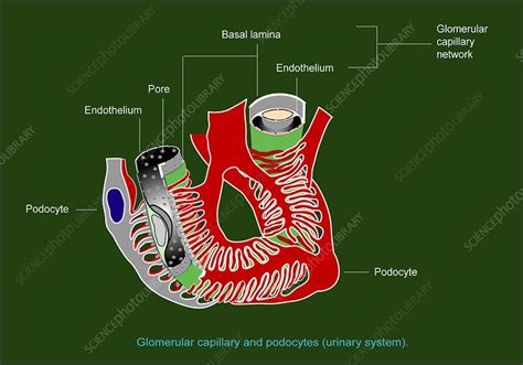 Glomerular Anatomy Diagram Stock Image C0088619 Science Photo