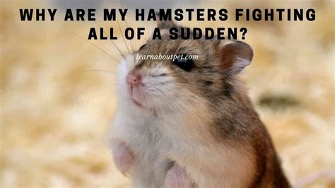 Why Are My Hamsters Fighting All Of A Sudden 9 Clear Facts