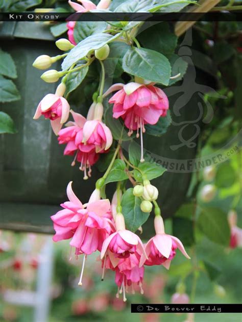 Kit Oxtoby Fuchsiafinder