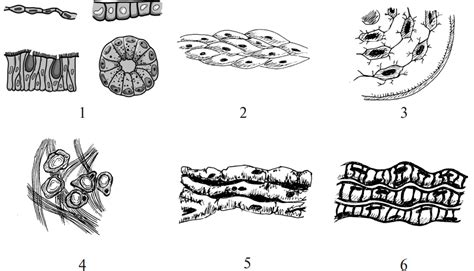Задание №8208 Установите соответствие между характеристиками и объектами обозначенными на