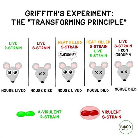Griffiths Experiment Confirmed The Existence Of A Transforming
