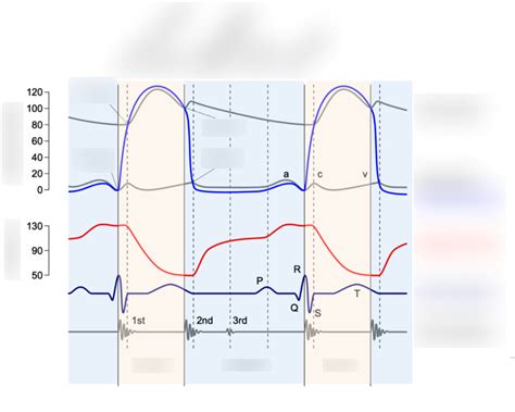 Cardio Midterm Lecture Content Diagram Quizlet