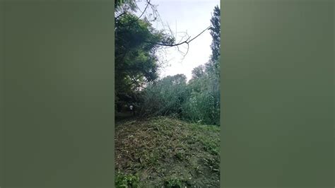 ইতালির রোম শহরে গভীর জংগলের ভিতরে পাখিদের কিচিরমিচির শব্দ। Youtube